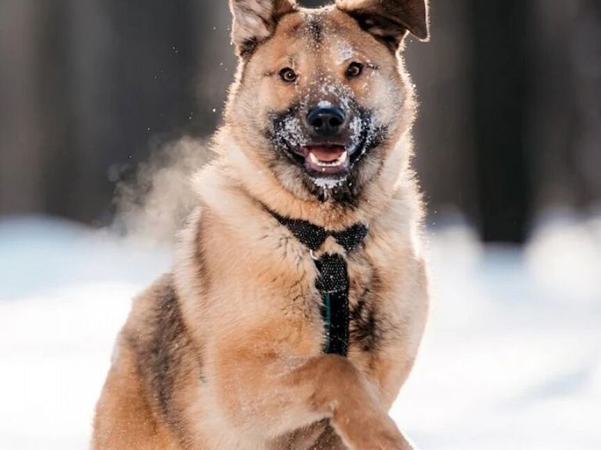 Альп в поисках дома