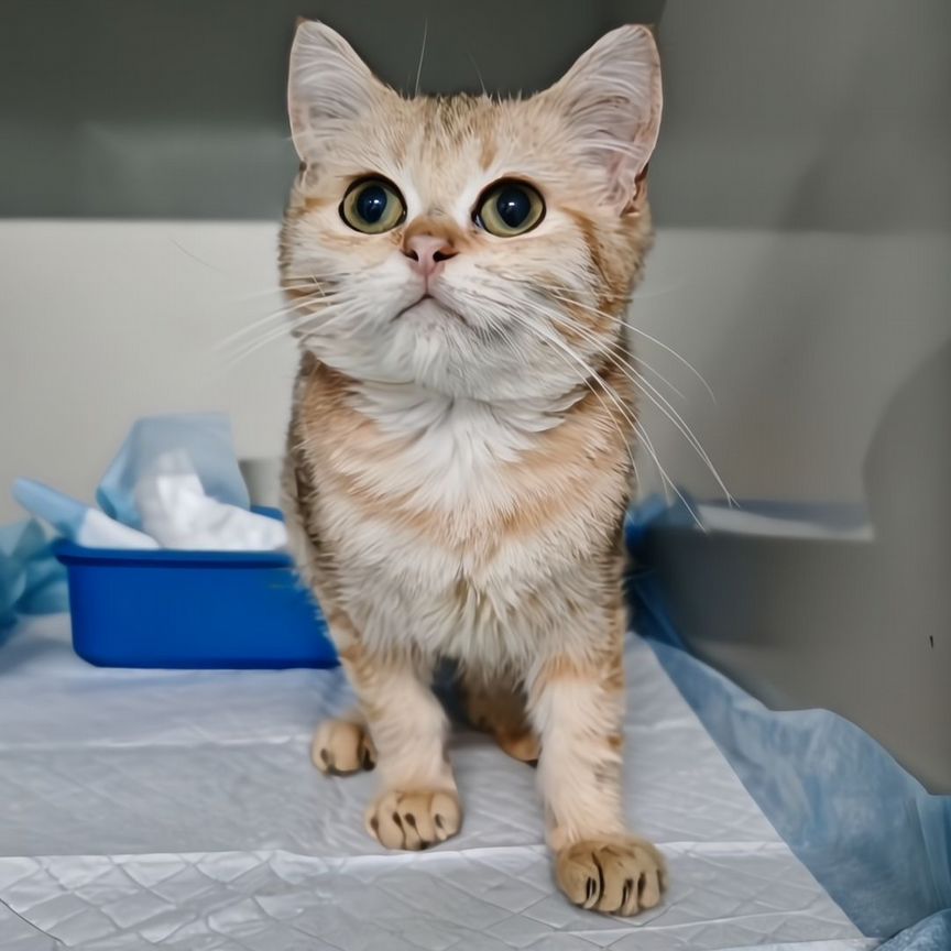 Манчкин котёнок