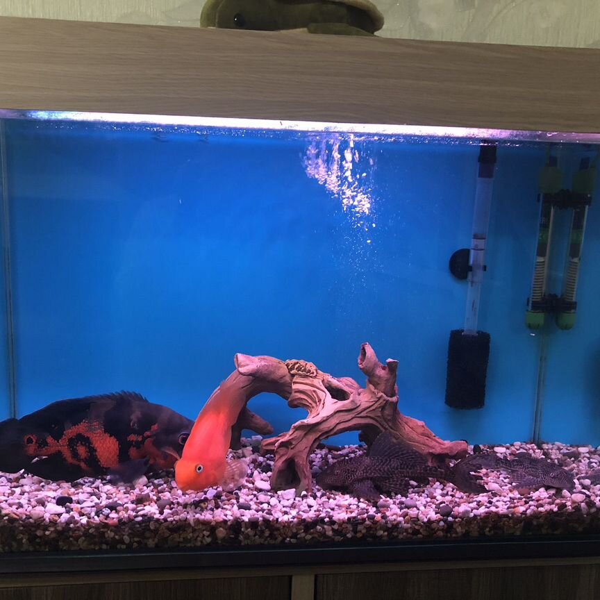 Аквариум со всем содержимым