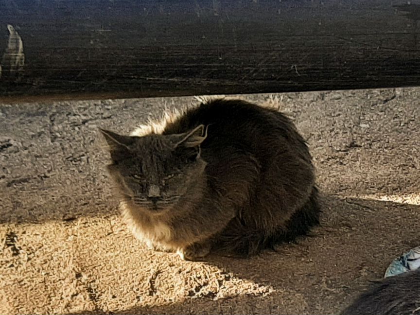 Котенок мейн-кун на улице