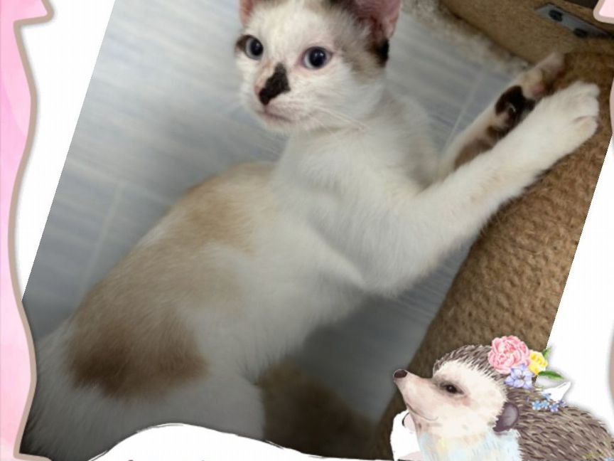 Кошка красотка Клякса