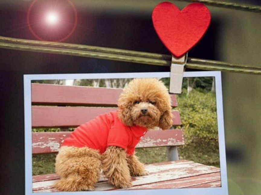 Поло рубашка