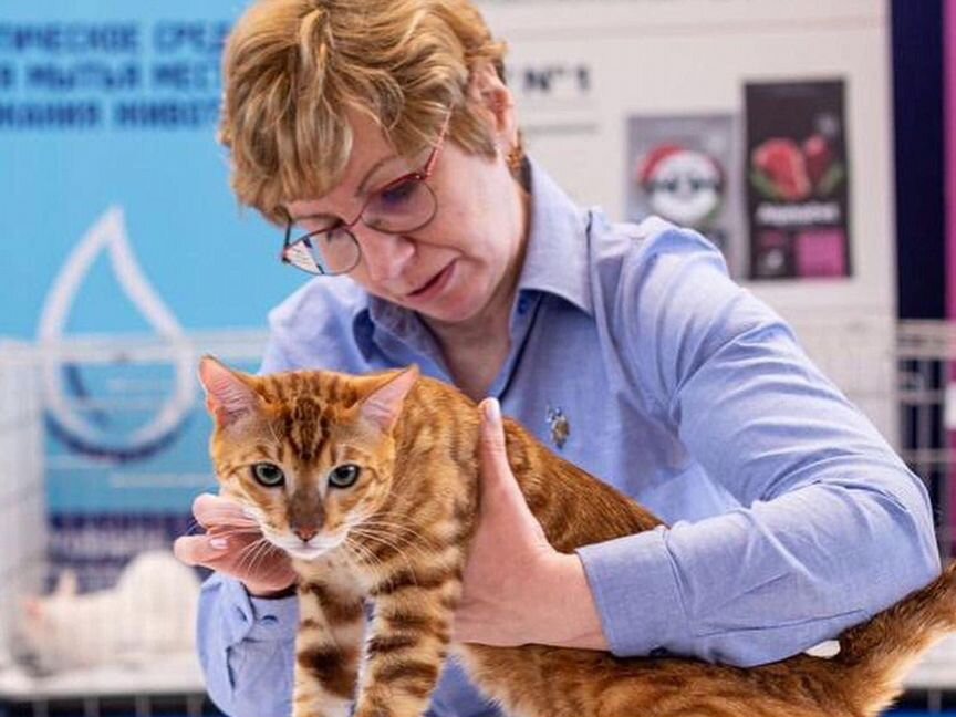 Уникальные Тойгеры:Дикая Красота Входит в Ваш дом