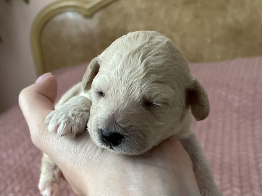 Шенки Бишпу пушоны