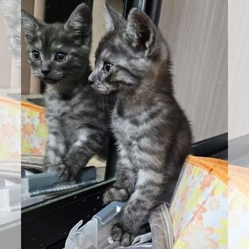 Котёнок