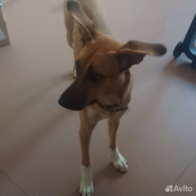 Отдам сабаку