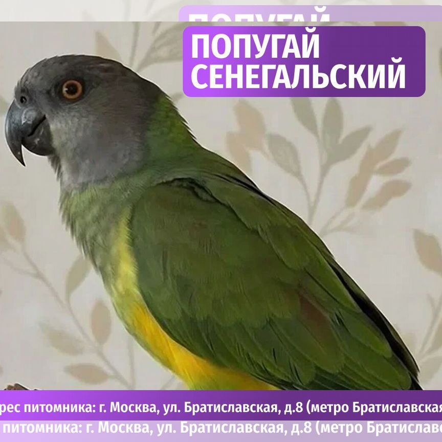 Попугай Сенегальский