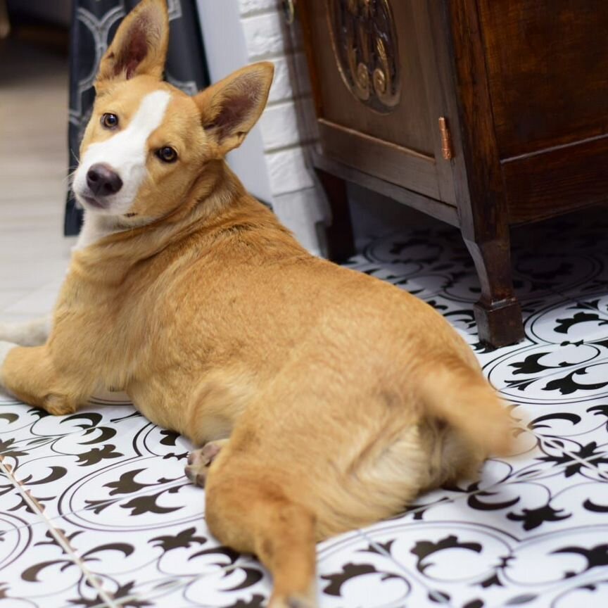 Щенок девочка в добрые руки