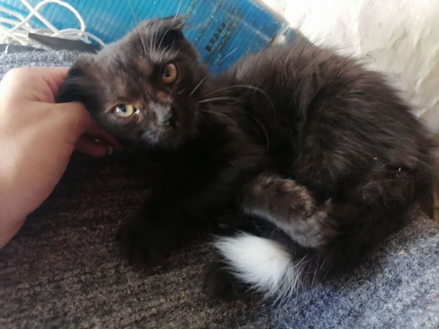 Кошечка Пантера