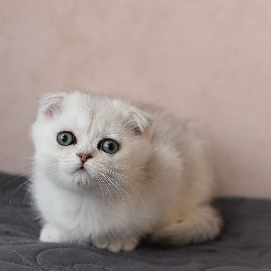 Шотландская вислоухая кошка
