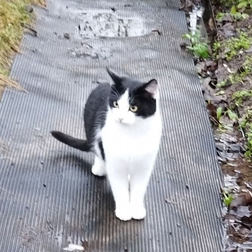 Котёнок в добрые руки