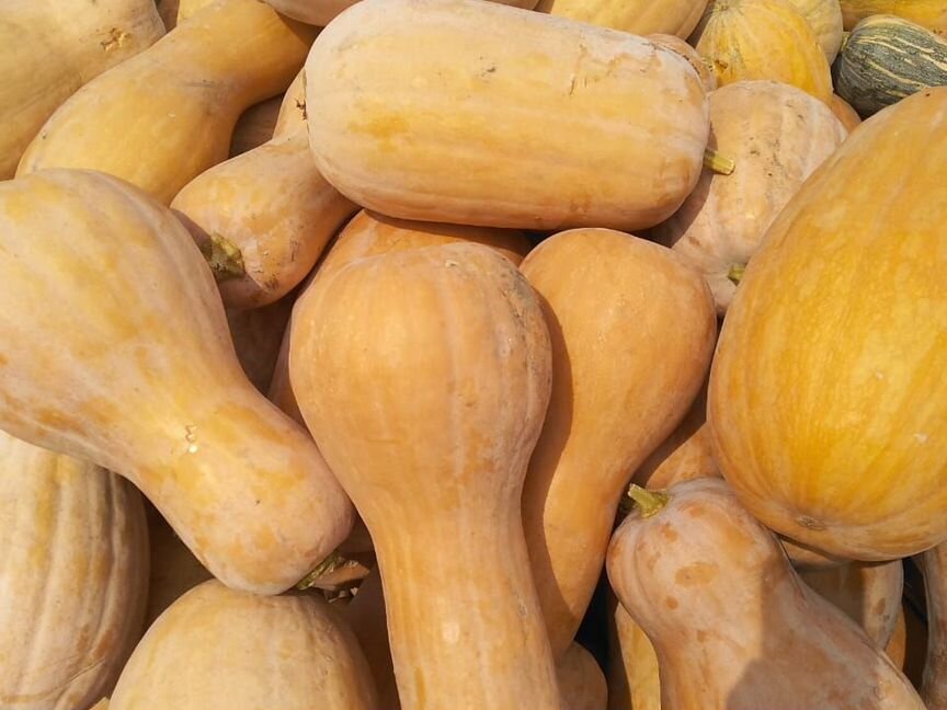 Тыква витаминная