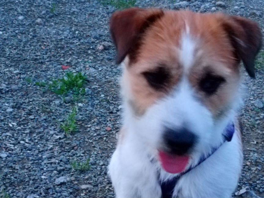 Вязка кобель джек рассел