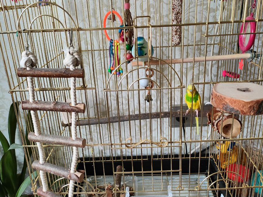 Отдам в добрые руки, попугая