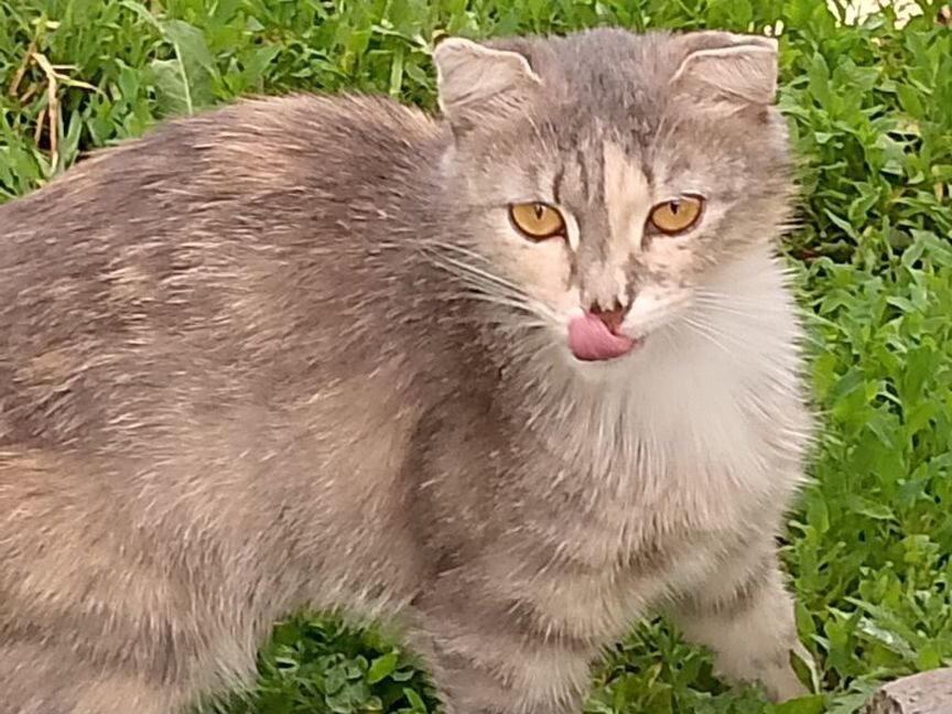 Кошки в добрые руки