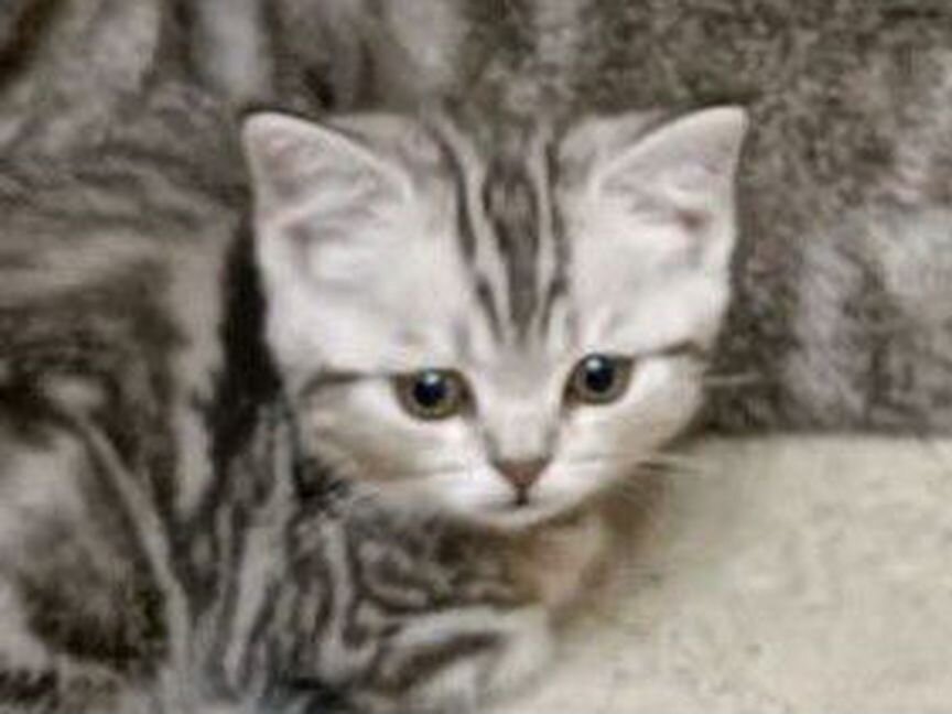 Шотландские котята, 1,8 мес