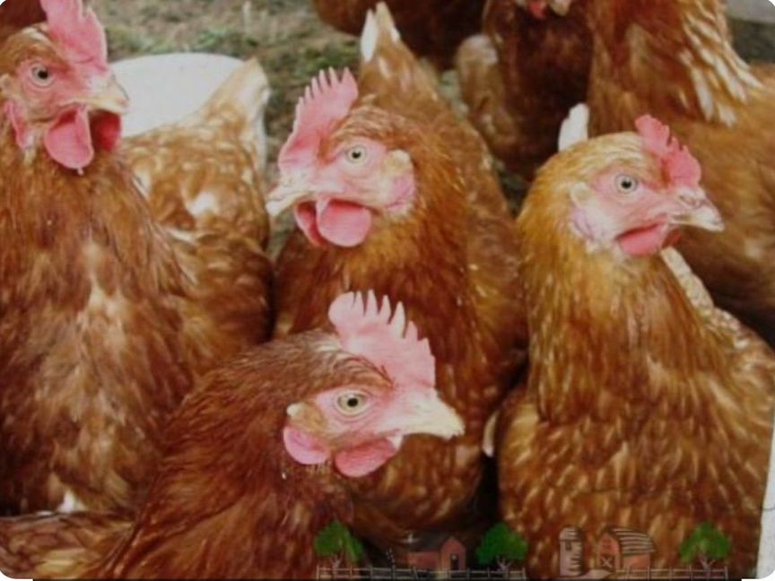 Куры молодки несушки