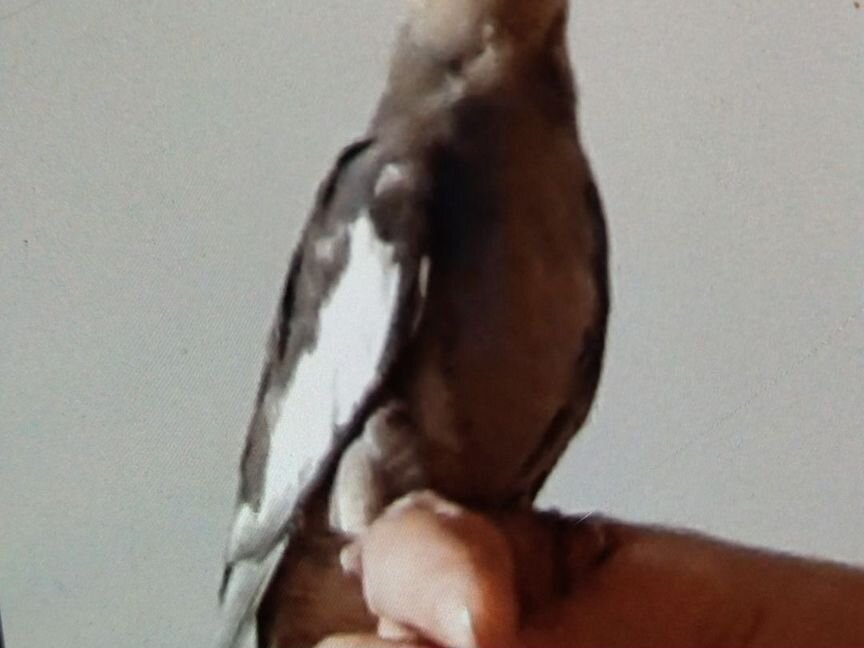 Попугаи Кореллы Ручные самцы