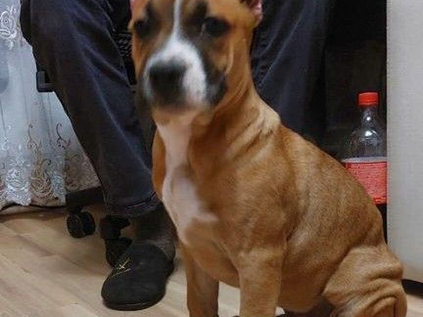 Стаффордширский терьер щенок