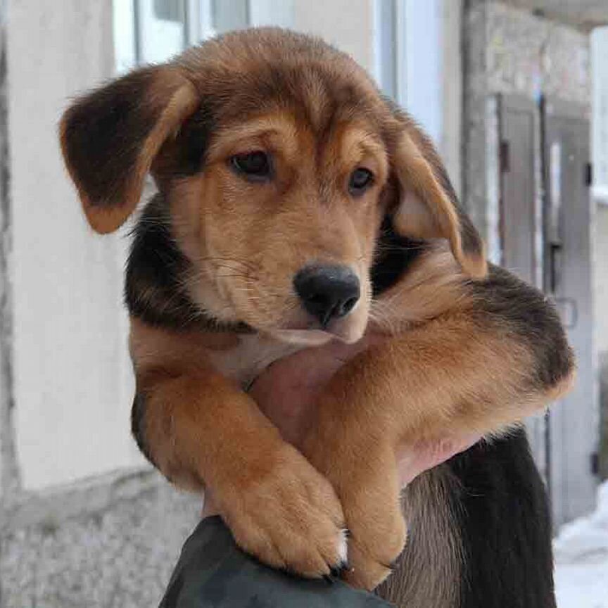 Умный, хороший щенок-мальчик