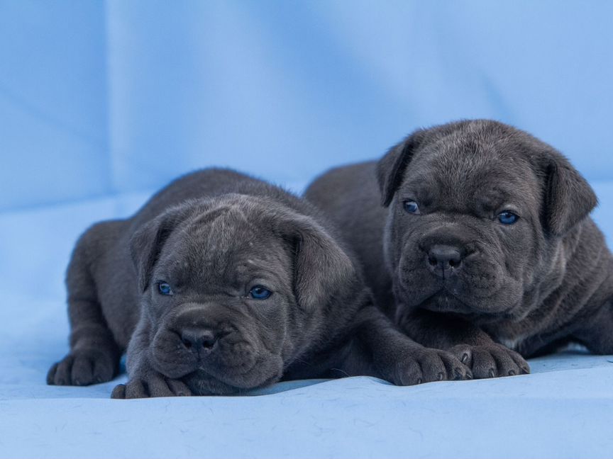 Кане Корсо шикарные щенки от Чемпиона породы