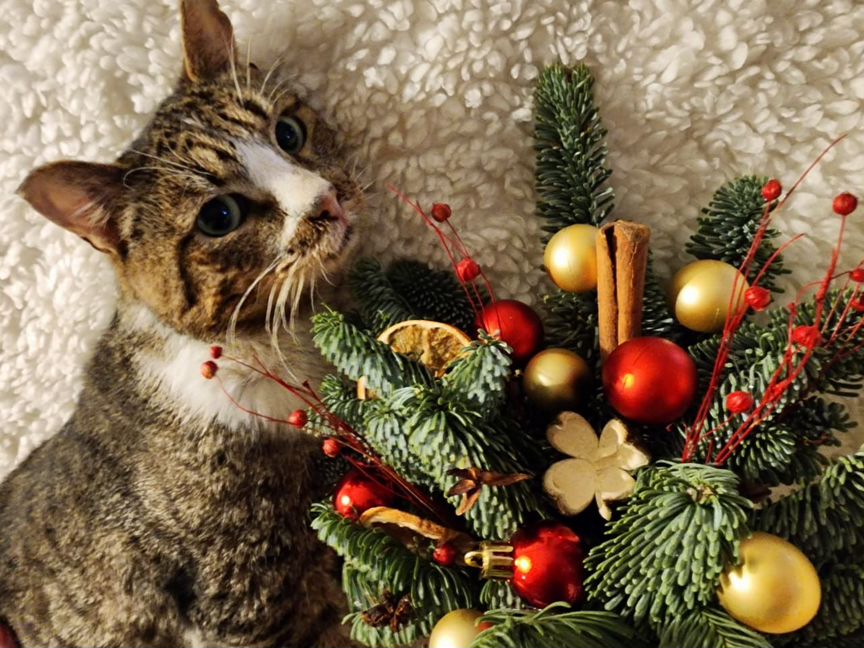 Котик Виктор хочет домой