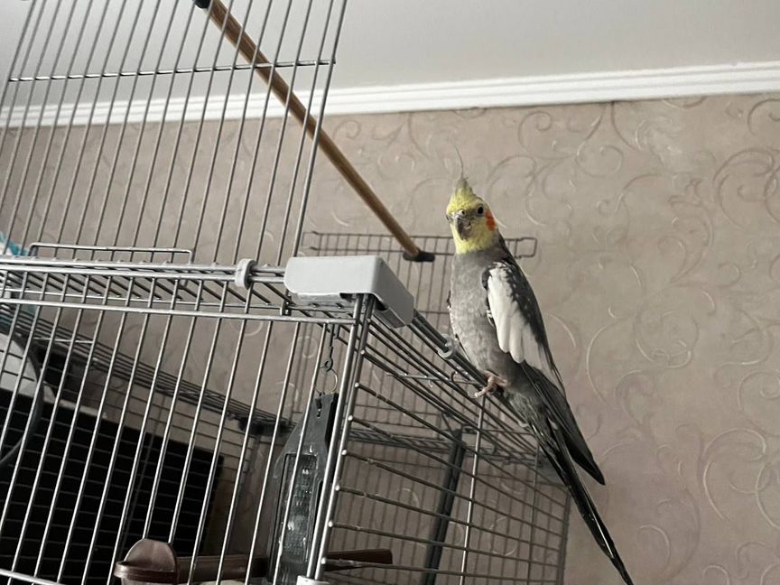 Продам попугая кореллу (мальчик)