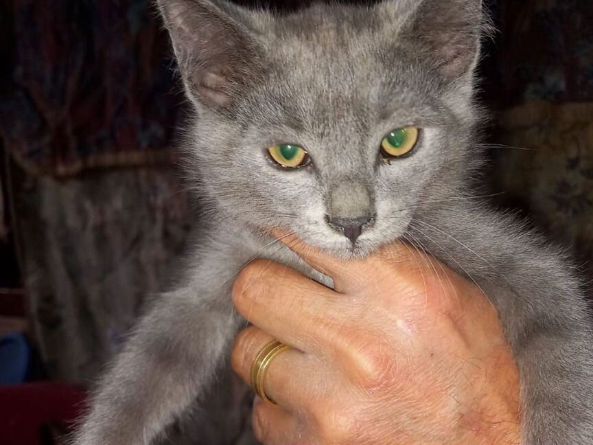 Котята русская голубая