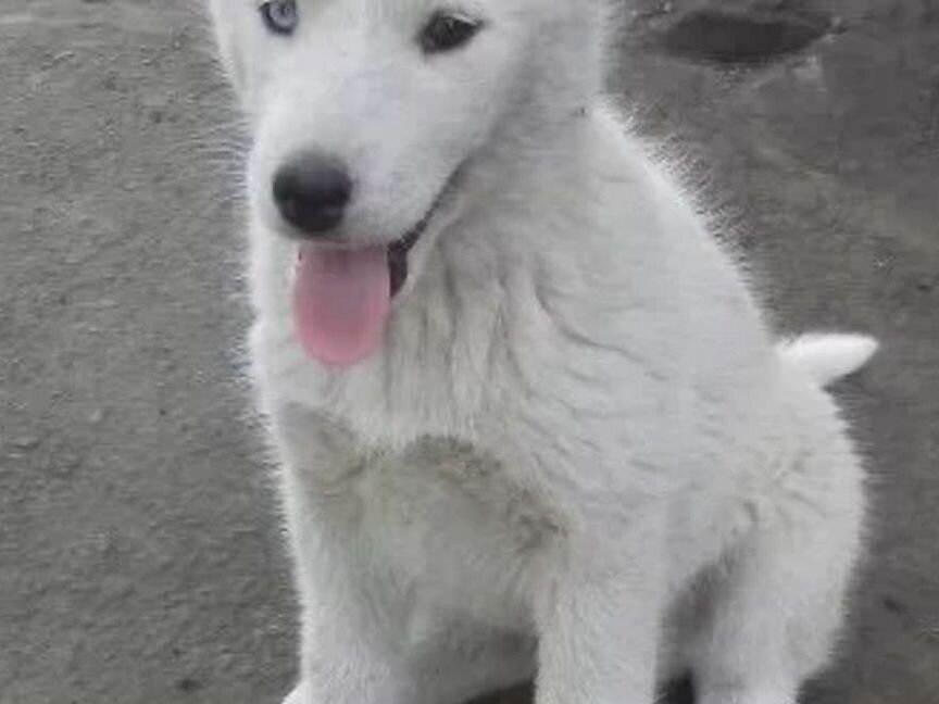 Щенки метисы в добрые руки