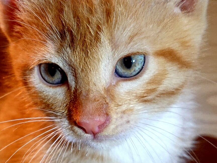 Котёнок. Котёнок. Котёнок