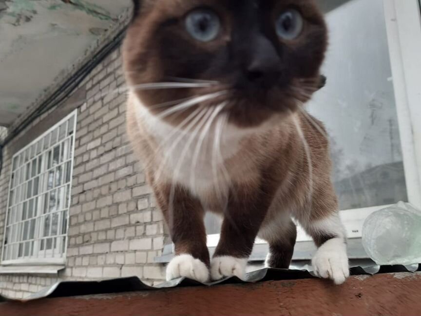Подкинули тайского котенка