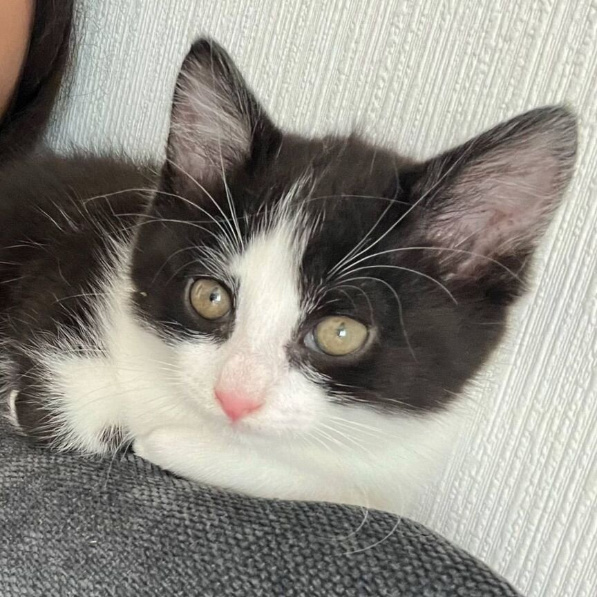 Котёнок ищет семью