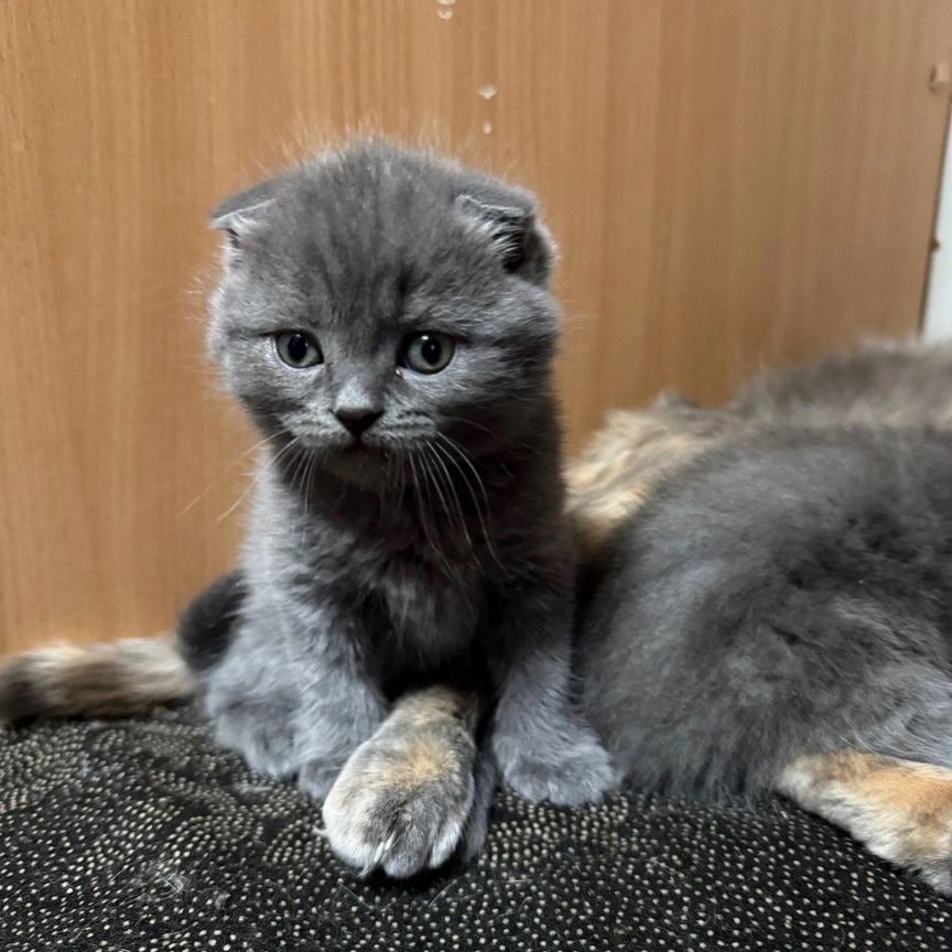 Шотландская