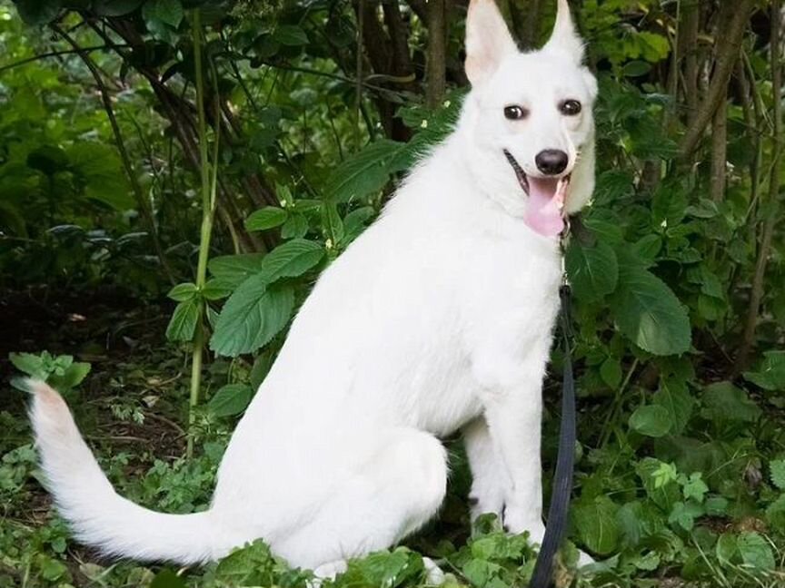 Бэлла, метис