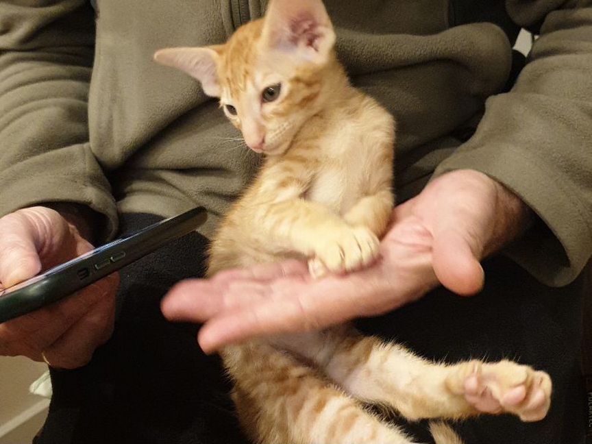 Кот ориентал 2.5 месяца