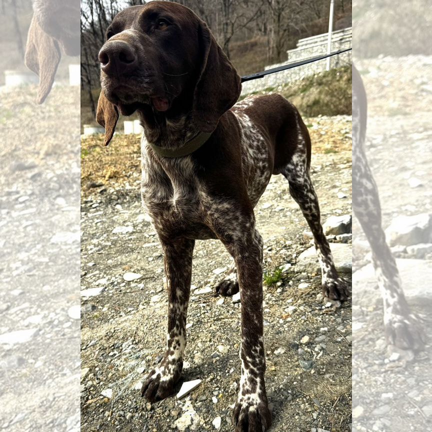 Курцхаар, взрослый пёс