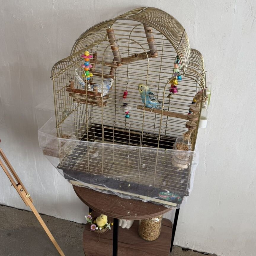 Волнистый попугай