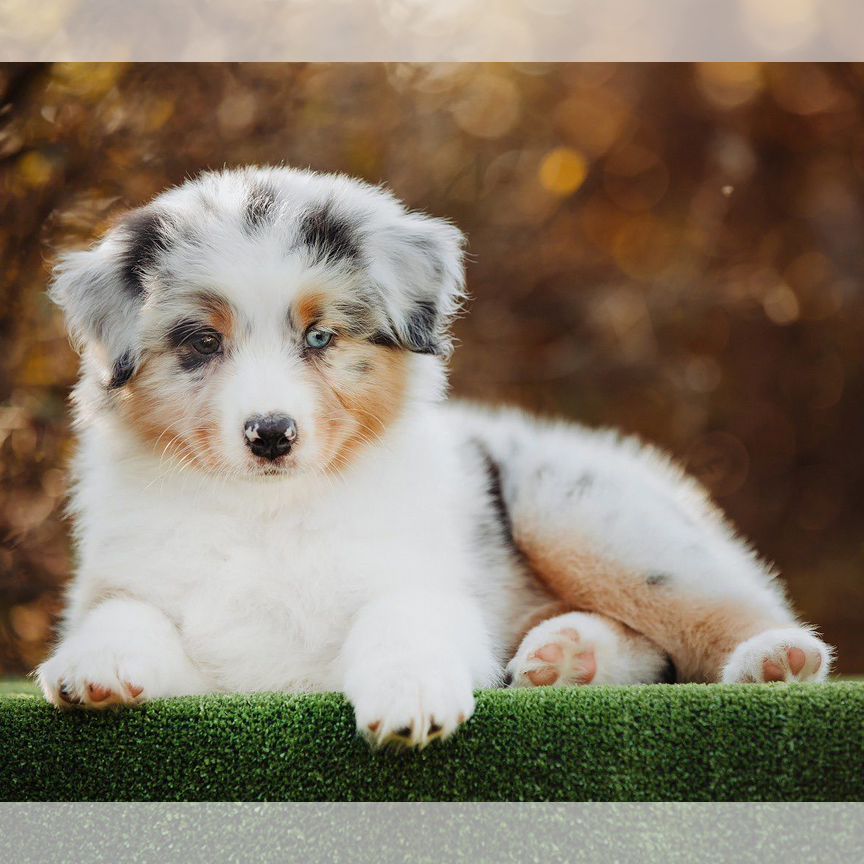 Продается щенок австралийской овчарки