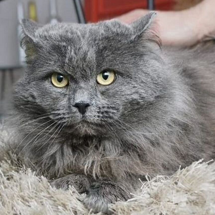 Котик Дымок ждет своего хозяина