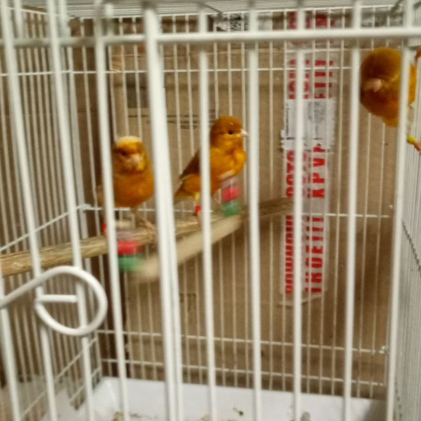 Птицы канарейки,попугаи