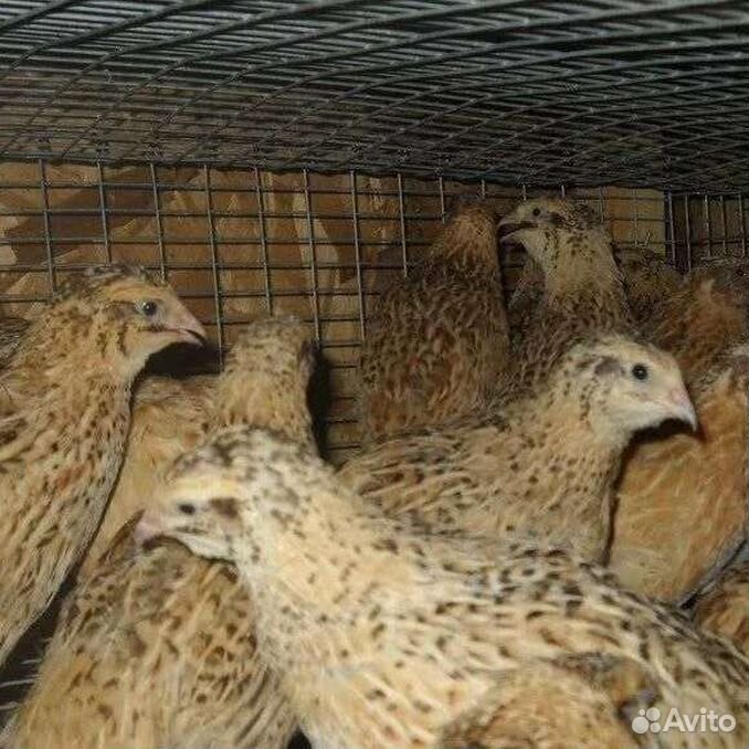 Перепела несушки техасские бройлерные