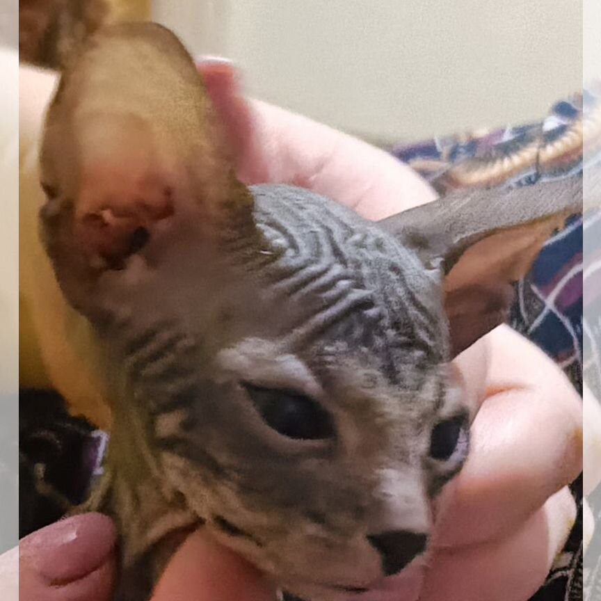 Продам котенка