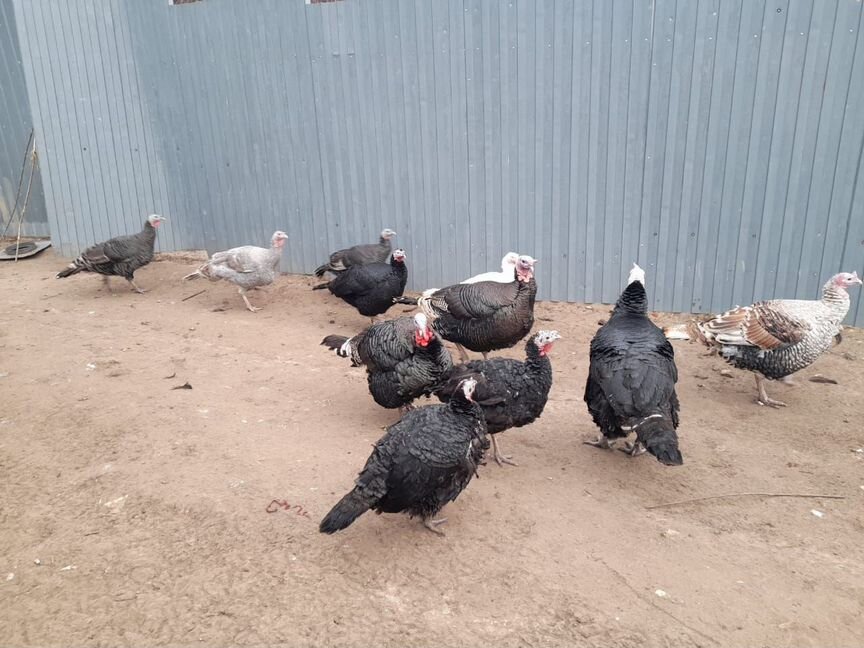 Домашние на мясо индюки