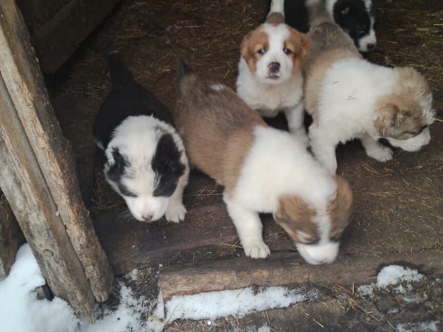 Продажа щенков Алабая