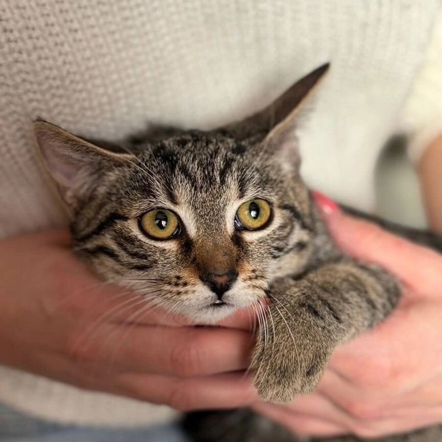 Котенок