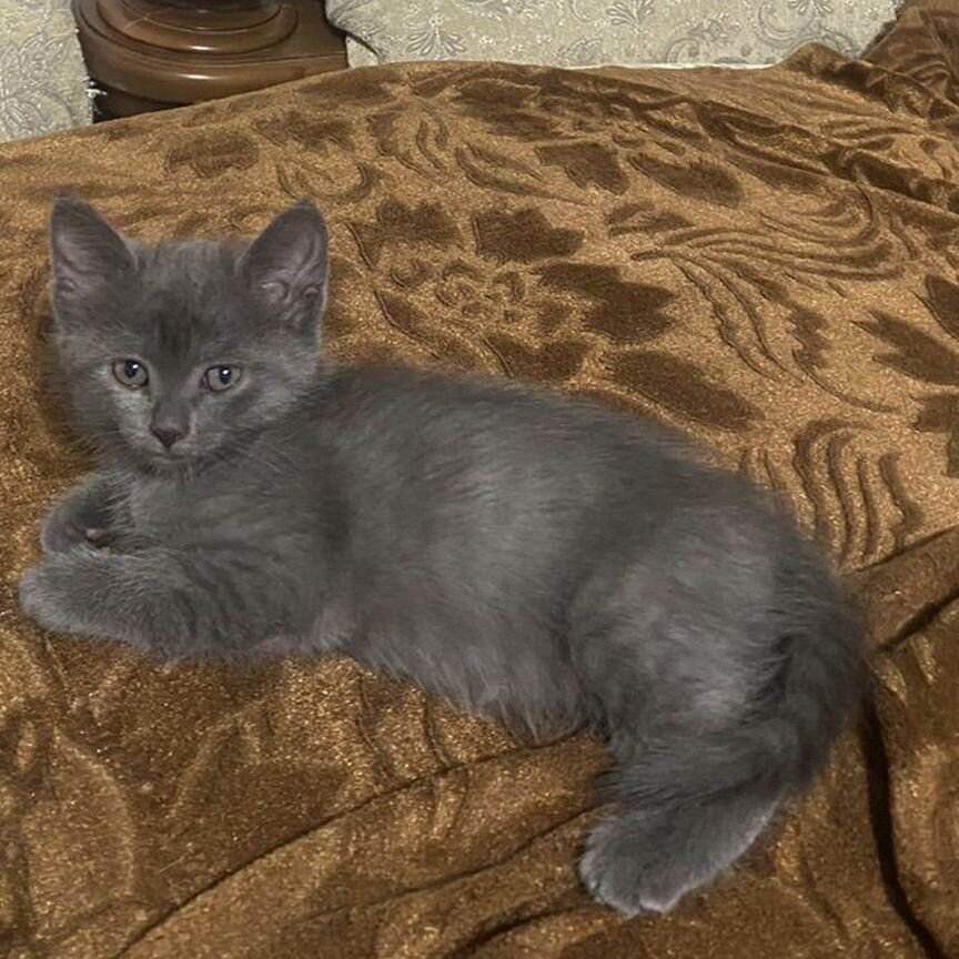 Продам породистого котенка