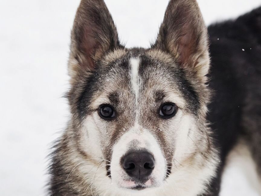 Вихо, молодая девочка,якутская лайка