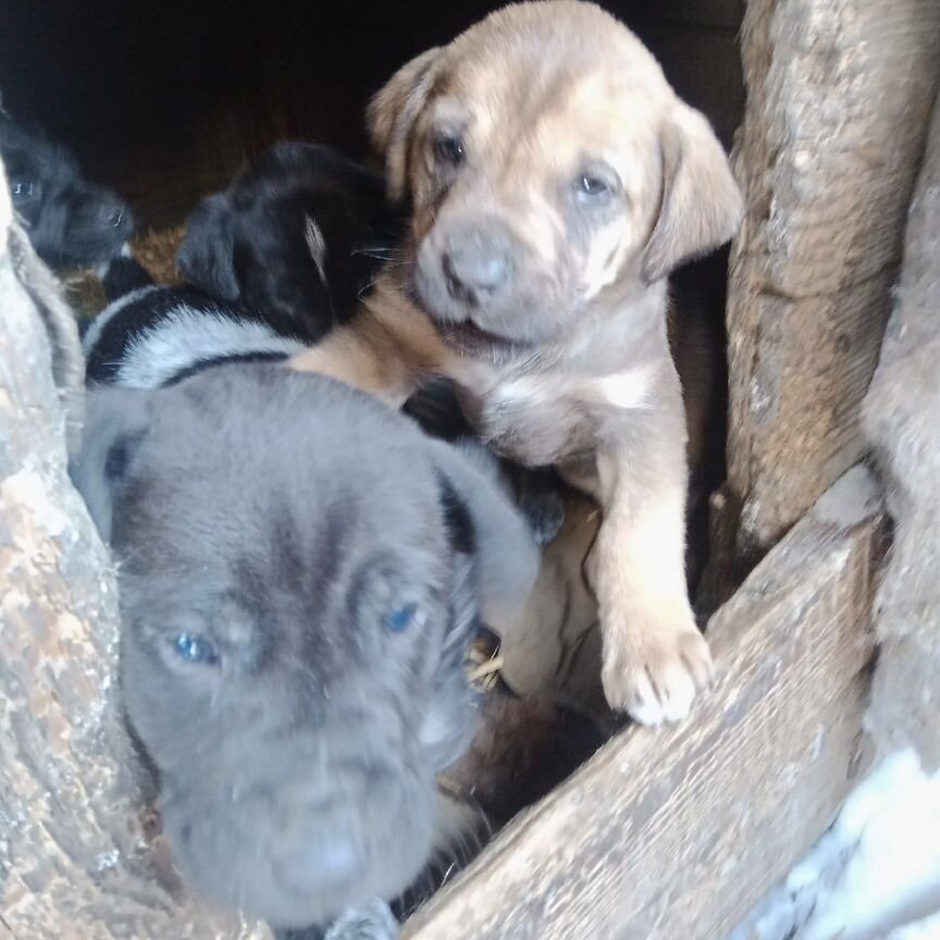 Дратхаар, щенок