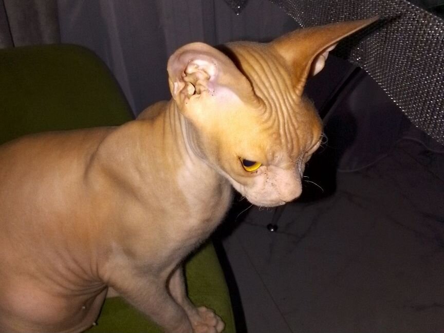 Кот порода сфинск