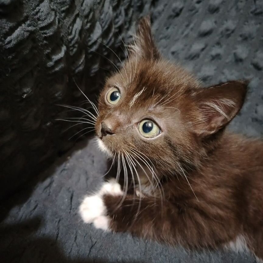 Котёнок в добрые руки